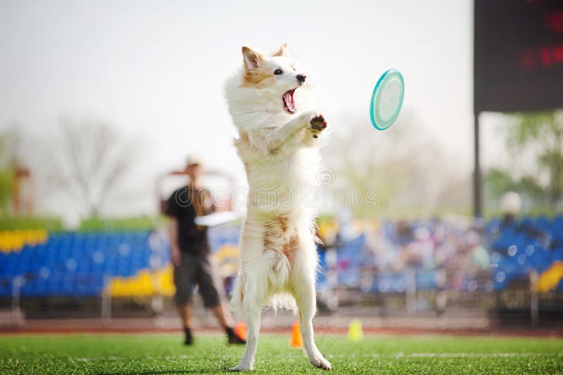 Border Collie Dog Catching the Flying Disc Stock Photo - Image of ...