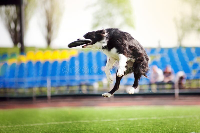 Border Collie Dog Catching the Flying Disc Stock Photo - Image of ...