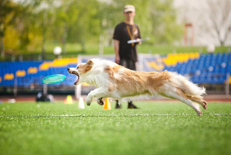 Border Collie Dog Catching the Flying Disc Stock Image - Image of humor ...