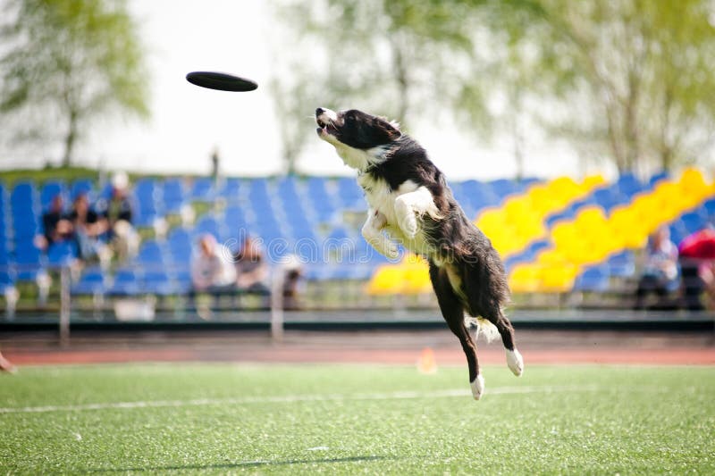 Border Collie Dog Catching the Flying Disc Stock Image - Image of ...