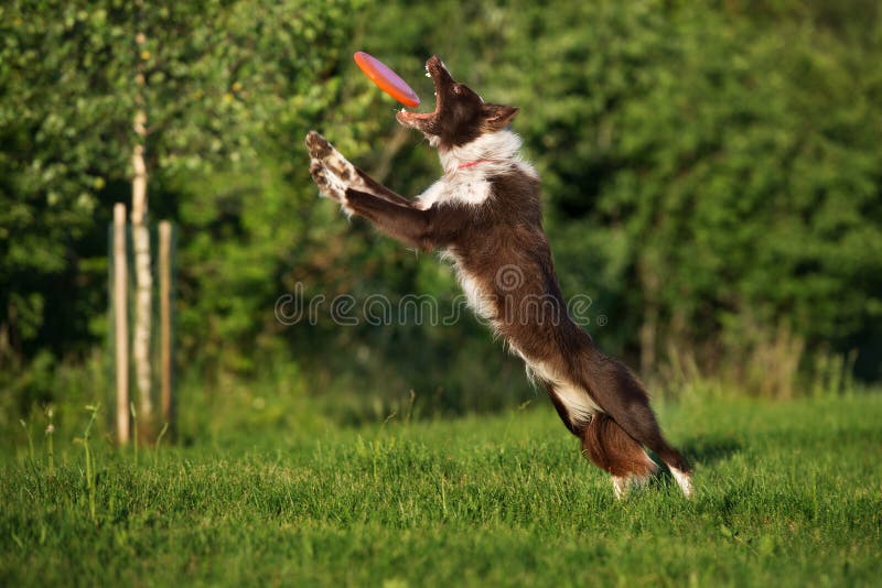 817 Dog Border Collie Catching Disk Stock Photos - Free & Royalty-Free ...