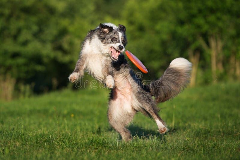 Border Collie Dog Catching a Flying Disk Stock Image - Image of tongue ...