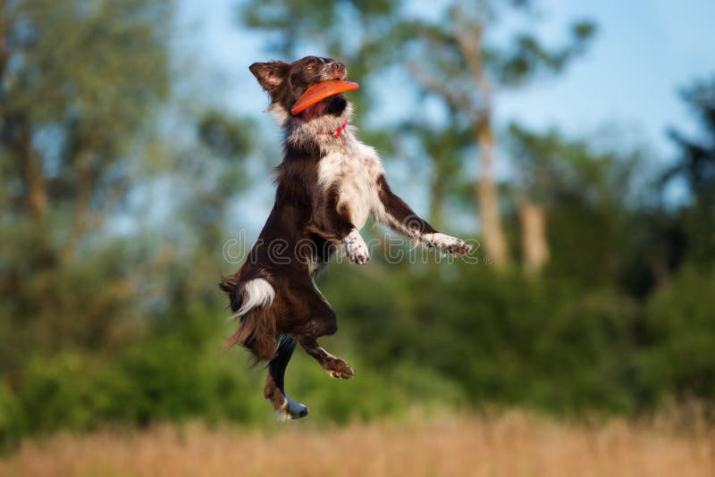 Border Collie Dog Catching a Flying Disk Stock Photo - Image of catch ...