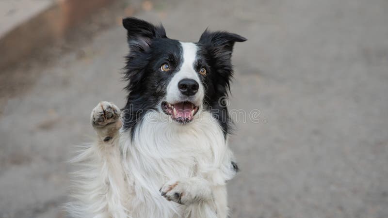 Border Collie Dog Doing Bunny Exercise Outdoors. Stock Image - Image of ...