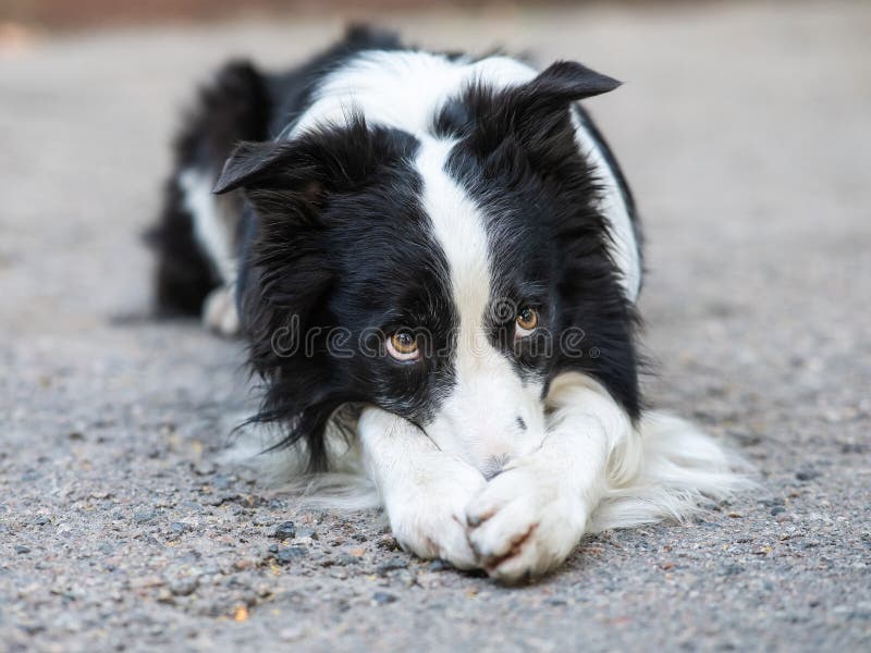 Border Collie Dog Doing Exercise Shame Outdoors. Stock Image - Image of ...