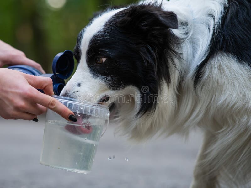 Border Collie Dog Drinks on a Walk. Stock Image - Image of nature ...