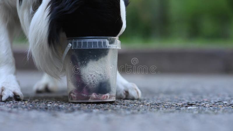 Border Collie Dog Eats Meat from a Plastic Jar. Stock Video - Video of ...