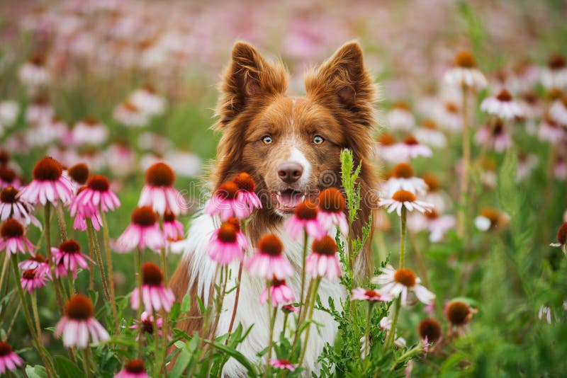 Border Collie Dog in a Echinacea Flower Field Stock Photo - Image of ...