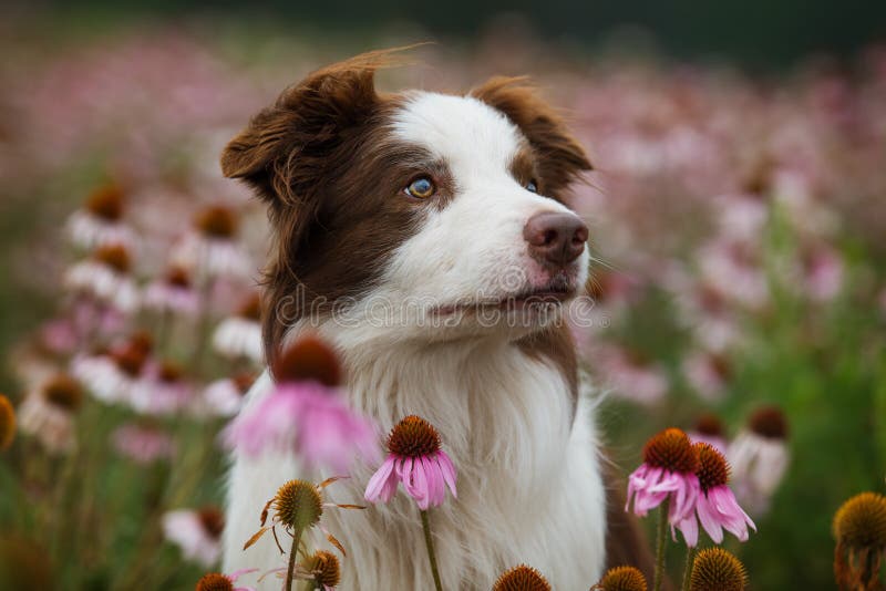 Border Collie Dog in a Echinacea Flower Field Stock Photo - Image of ...