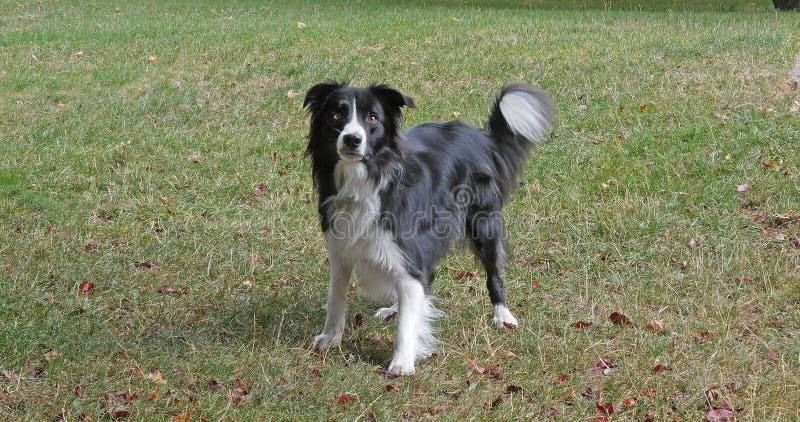 Border Collie Dog on Grass, Male Stock Photo - Image of europe, action ...