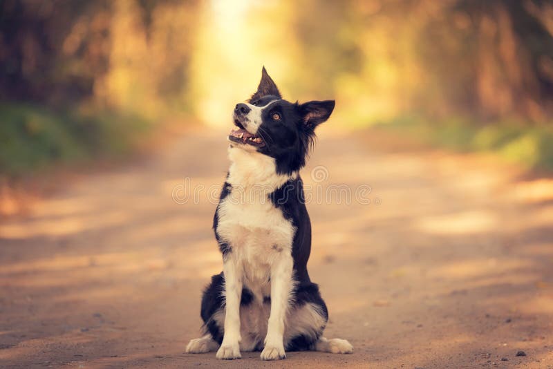 Border Collie Dog in the Green Stock Image - Image of canine, obedience ...