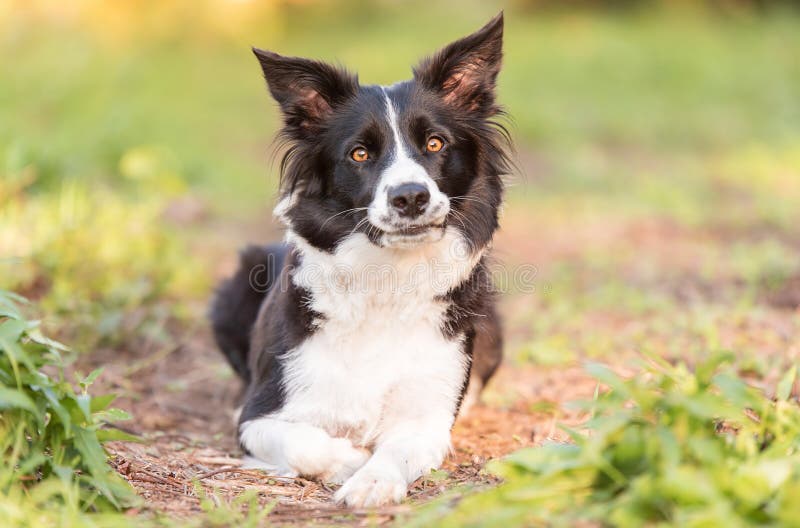 Border Collie Dog in the Green Stock Photo - Image of nature, breed ...