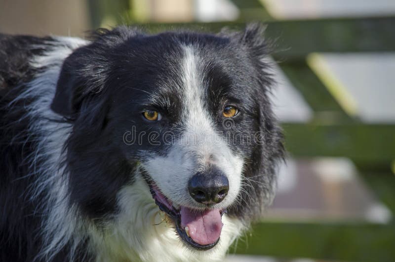 Border Collie stock photo. Image of white, portrait, sheepdog - 78990622