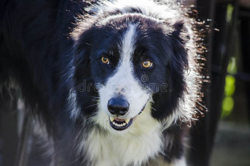 Border Collie stock image. Image of animal, border, head - 78991409