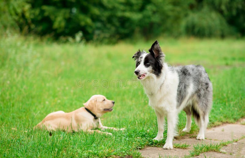 Border Collie Dog and His Friend in Park Stock Photo - Image of relationship, friendly: 188172092