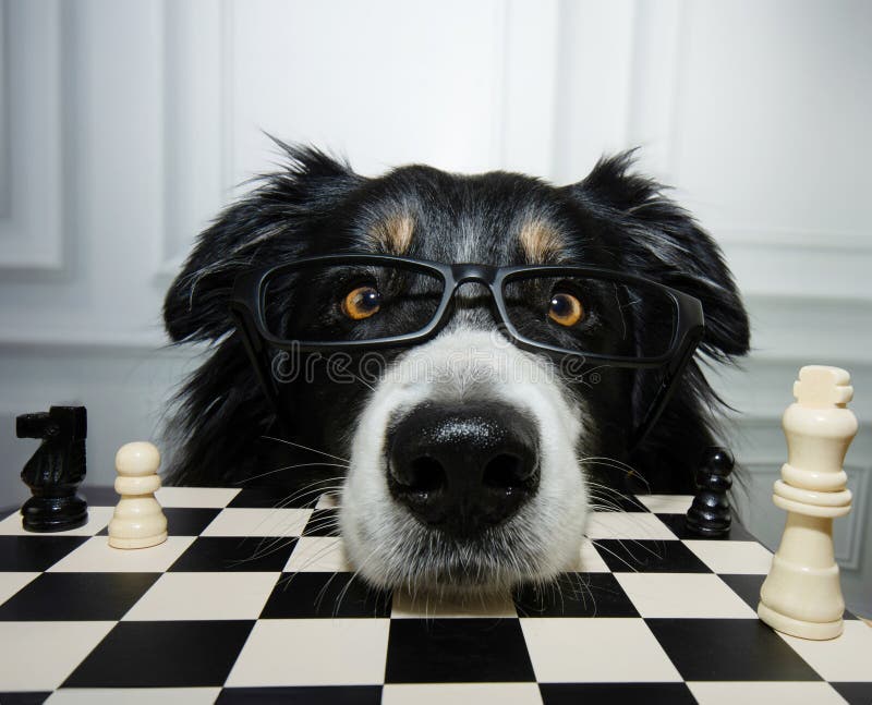 Border Collie Dog Intelligence Concept. Puppy Playing Chess and Looking ...