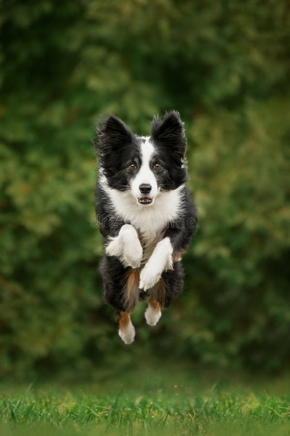 Border Collie Dog Jumping in the Air Cool Photos Stock Image - Image of ...