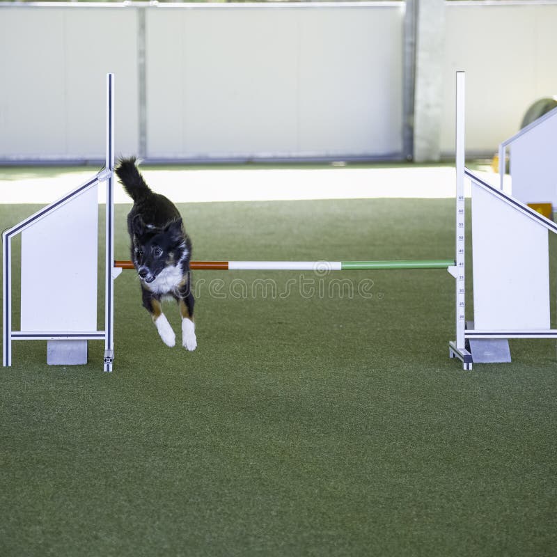 Border Collie Dog Jumping Over the Obstacle during Agility Training ...