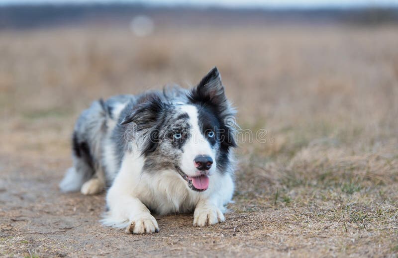 Border Collie Dog Listen in Training Stock Photo - Image of nature ...