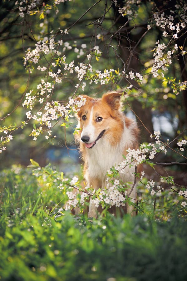 Border Collie Dog Portrait in Spring Stock Image - Image of landscape ...