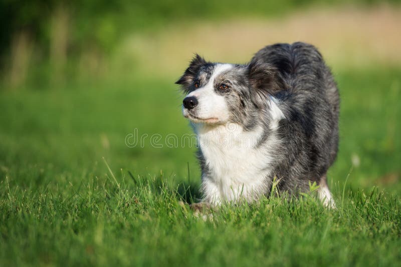 Border Collie Dog Posing Outdoors in Summer Stock Image - Image of ...