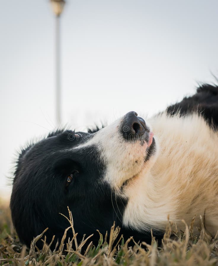 Border Collie Dog Resting on the Grass Stock Image - Image of small ...