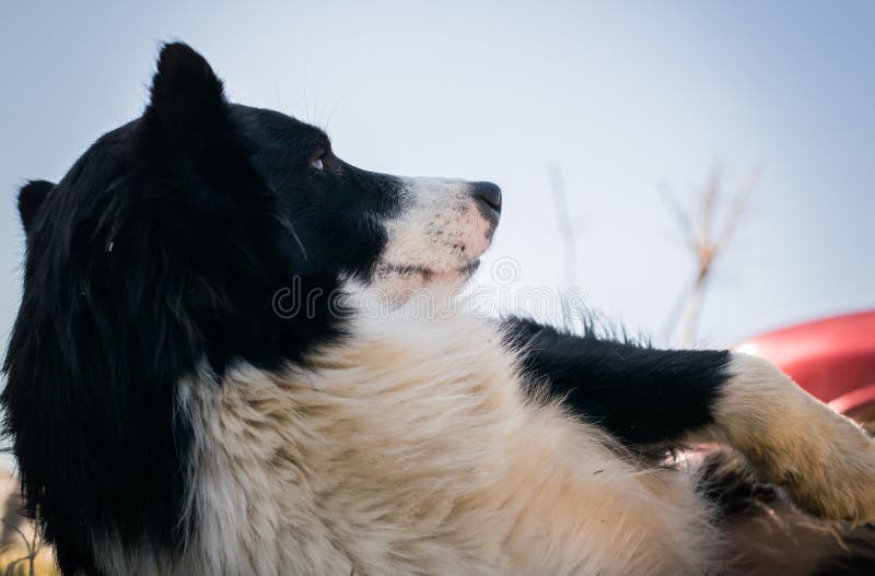 Border Collie Dog Resting on the Grass Stock Image - Image of cheerful ...