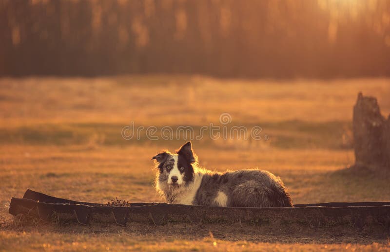 Border Collie Dog Resting in the Park Stock Photo - Image of portrait ...