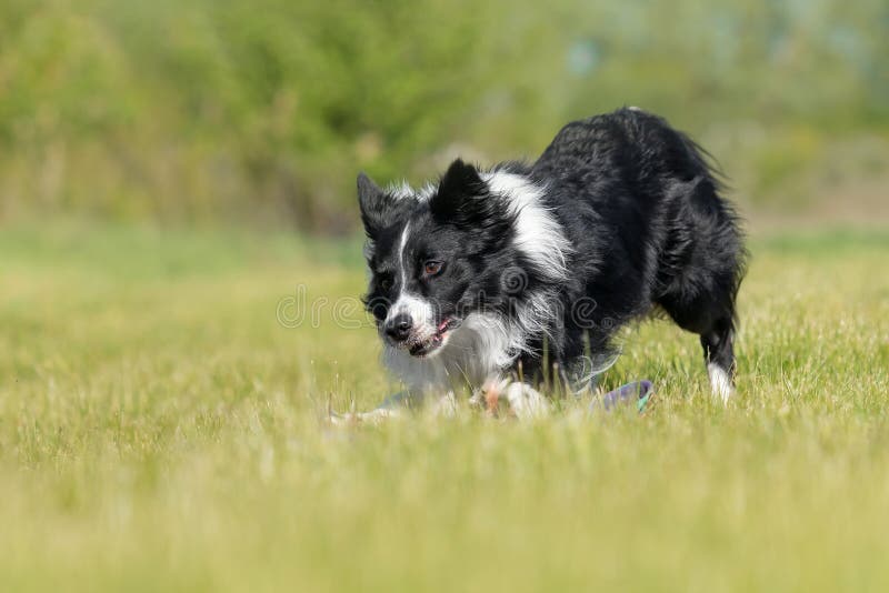 Border Collie Dog Running on the Green Grass. Active Dog Stock Photo ...