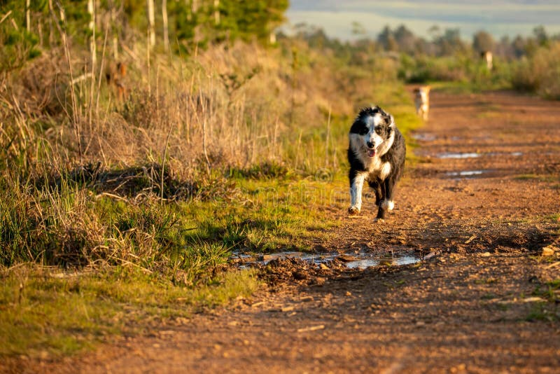 Border Collie Dog Running on Muddy Ground with Grass Stock Image ...