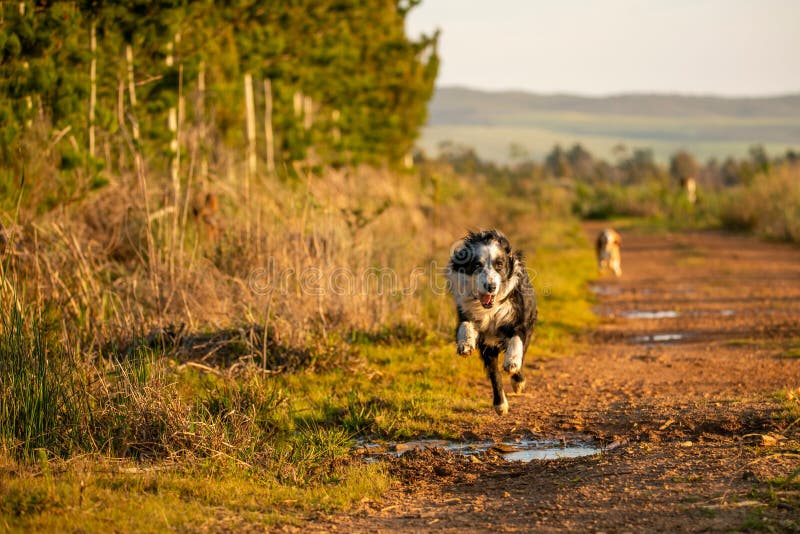 Border Collie Dog Running on Muddy Ground with Grass Stock Photo ...