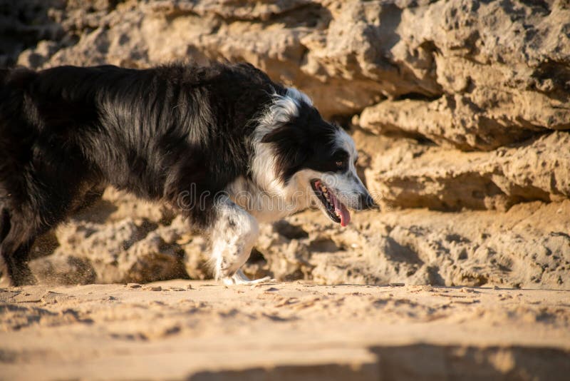 Border Collie Dog Running on Sandy Ground Stock Photo - Image of small ...