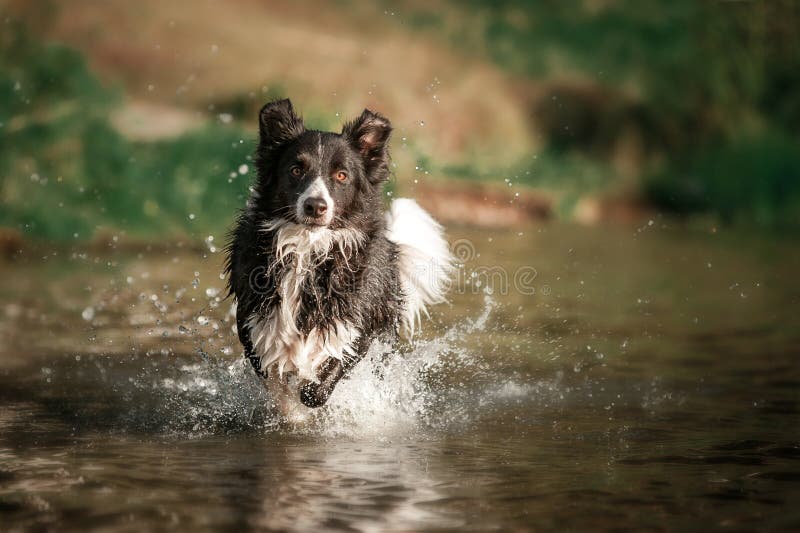 Border Collie Dog Running in the Water, Many Splashes Stock Photo ...
