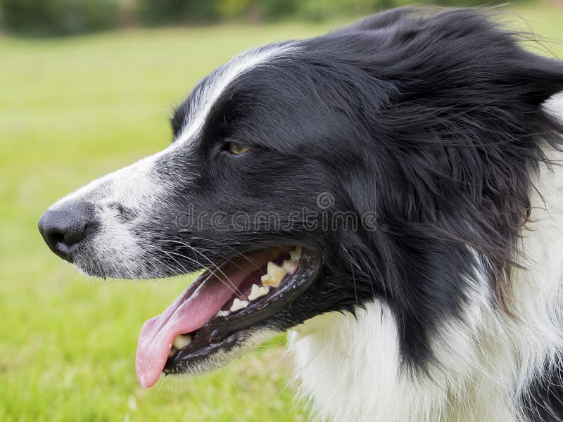Border collie Dog stock image. Image of canine, fall - 80680017