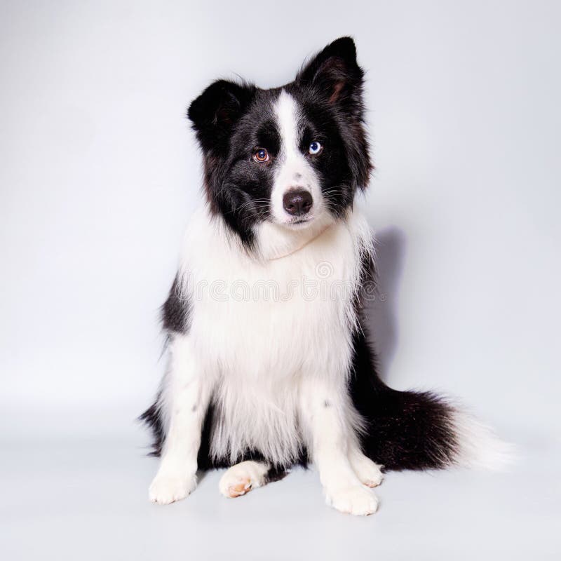 The Collie Dog Sits Near the Owner S Feet Waiting for the Command Stock ...