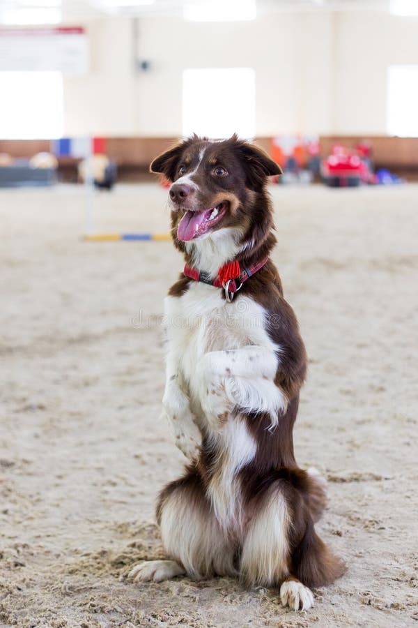 Border Collie Dog stock image. Image of healthy, mammal - 74726743