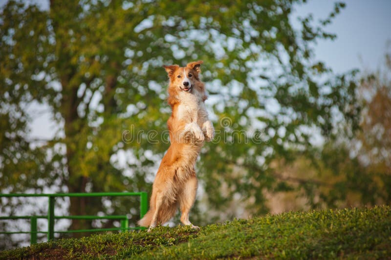 Border Collie Dog Rearing Up on the Stone Stock Image - Image of canine ...
