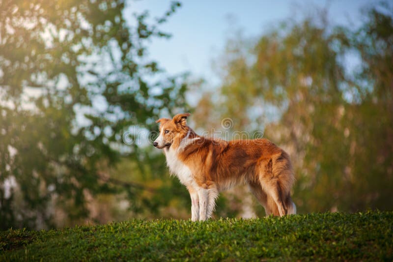 156 Red Sable Border Collie Puppy Stock Photos - Free & Royalty-Free ...