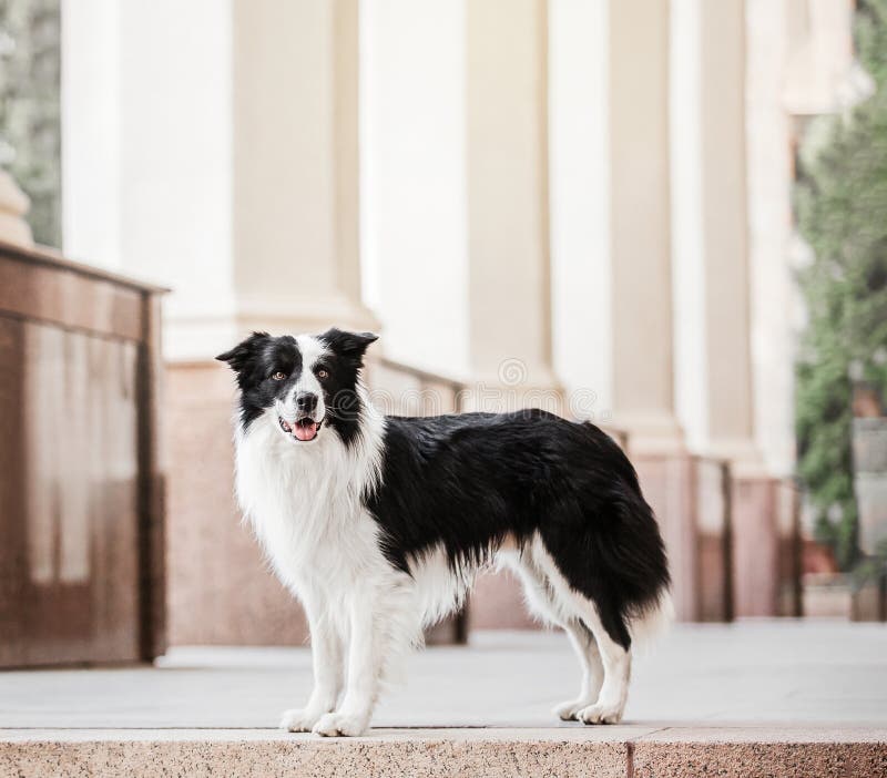 Border Collie Dog Standing among Columns at Building Entrance Stock ...