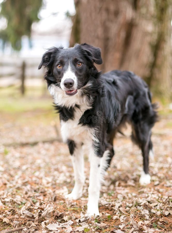 Are Border Collies Cattle Dogs