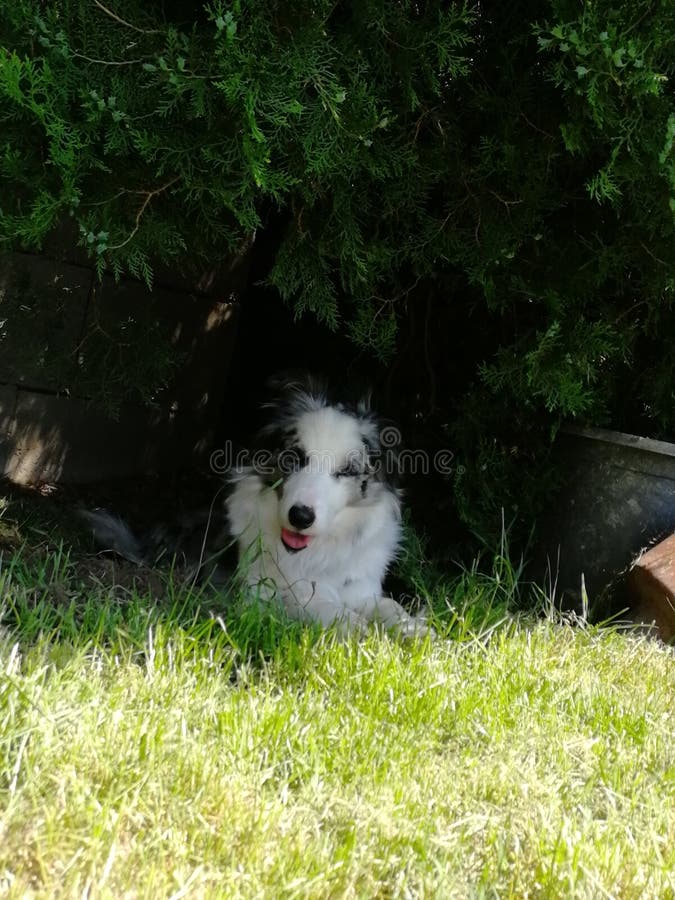Border Collie Dog Under Tree Stock Photo - Image of collie, border ...