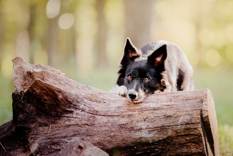 Border Collie Dog on a Walk. Dog in Nature Stock Photo - Image of ...