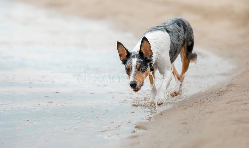 Border Collie Dog Walking on Beach Shore Stock Photo - Image of active ...