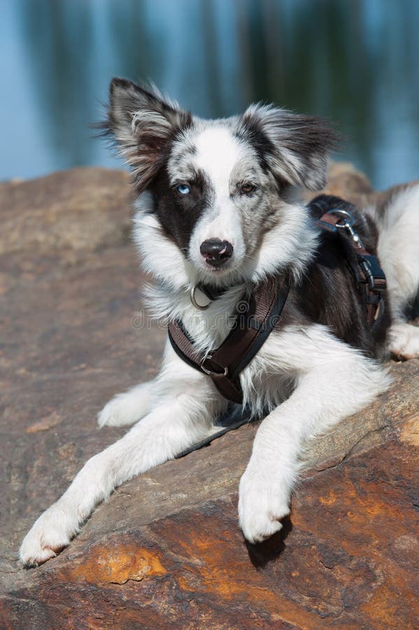 Border collie dog stock photo. Image of educational, young - 46695806