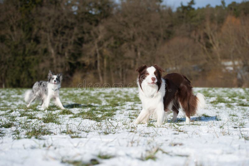 Border collie dogs stock photo. Image of merle, sniff - 63026588
