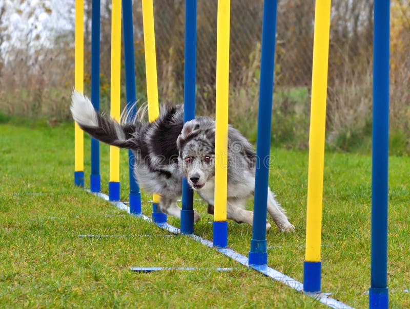 Border Collie Doing Agility Slalom Stock Photos - Free & Royalty-Free ...