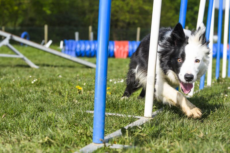 Border Collie Doing the Sport of Agility Stock Image - Image of ...