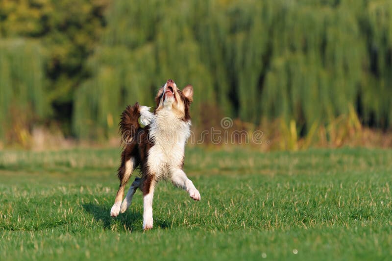 Border Collie Doing Tricks in the Park Stock Image - Image of agility ...