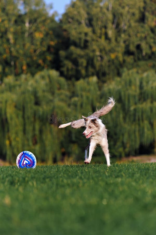 Border Collie Doing Tricks in the Park Stock Photo - Image of jump ...
