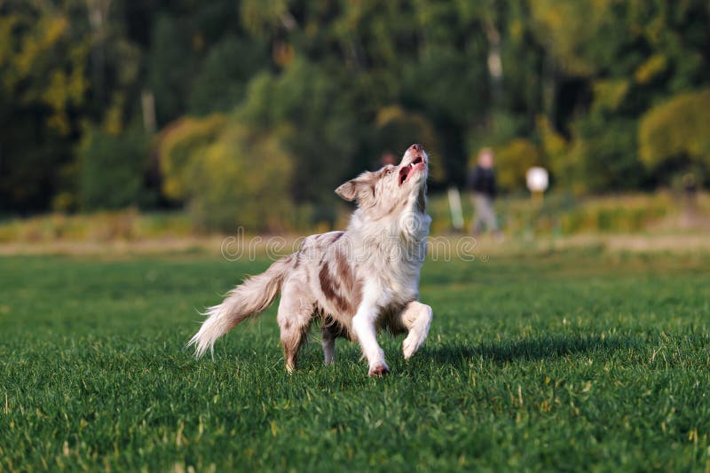 Border Collie Doing Tricks in the Park Stock Image - Image of ...